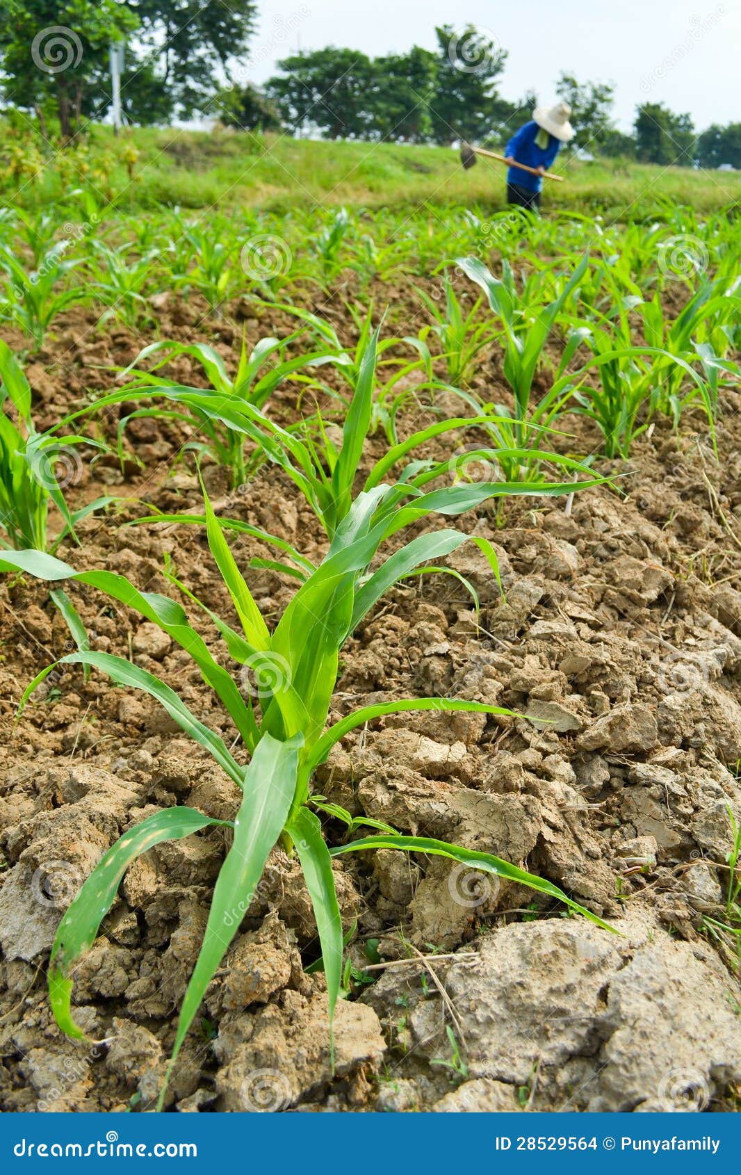 Corn Plant and Farmer Working in Farm Stock Photo - Image of thai, plot ...