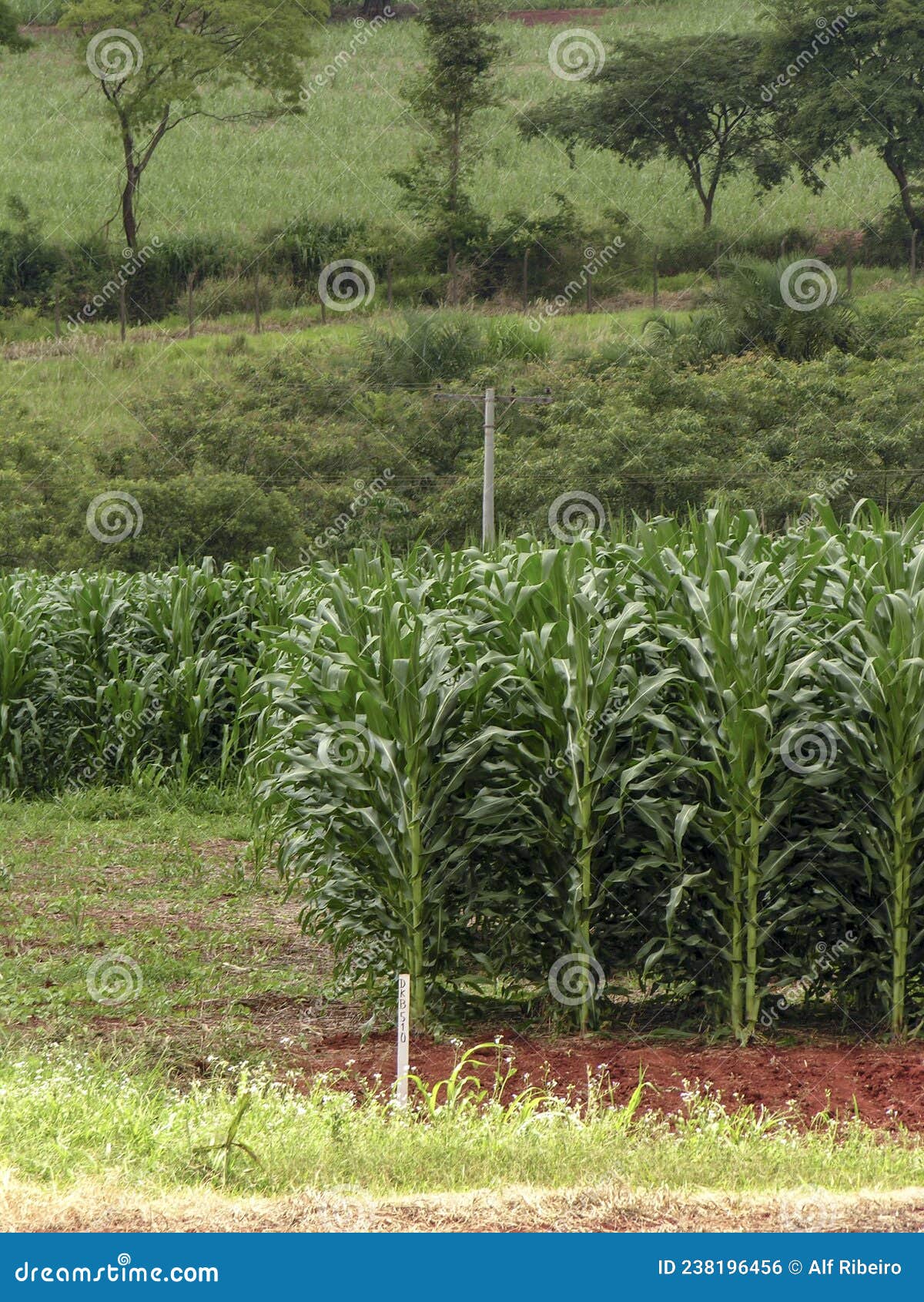 Corn Plant in Filed on Farm Stock Photo - Image of environment, grain ...