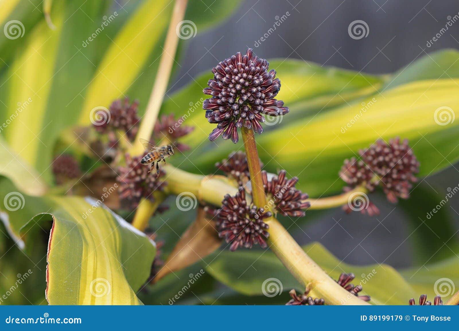 Corn Plant Flower Bud stock image. Image of spring, gardens - 89199179