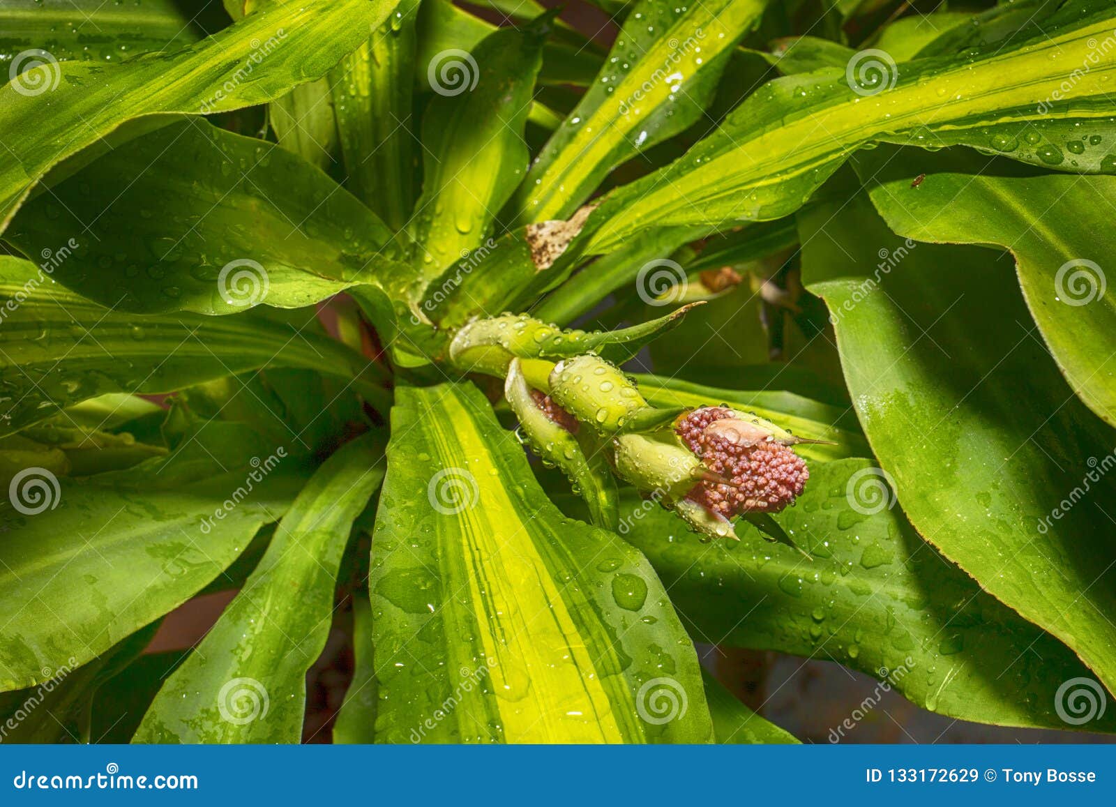 Corn Plant Flowering, Budding with Water Drops Stock Image - Image of ...