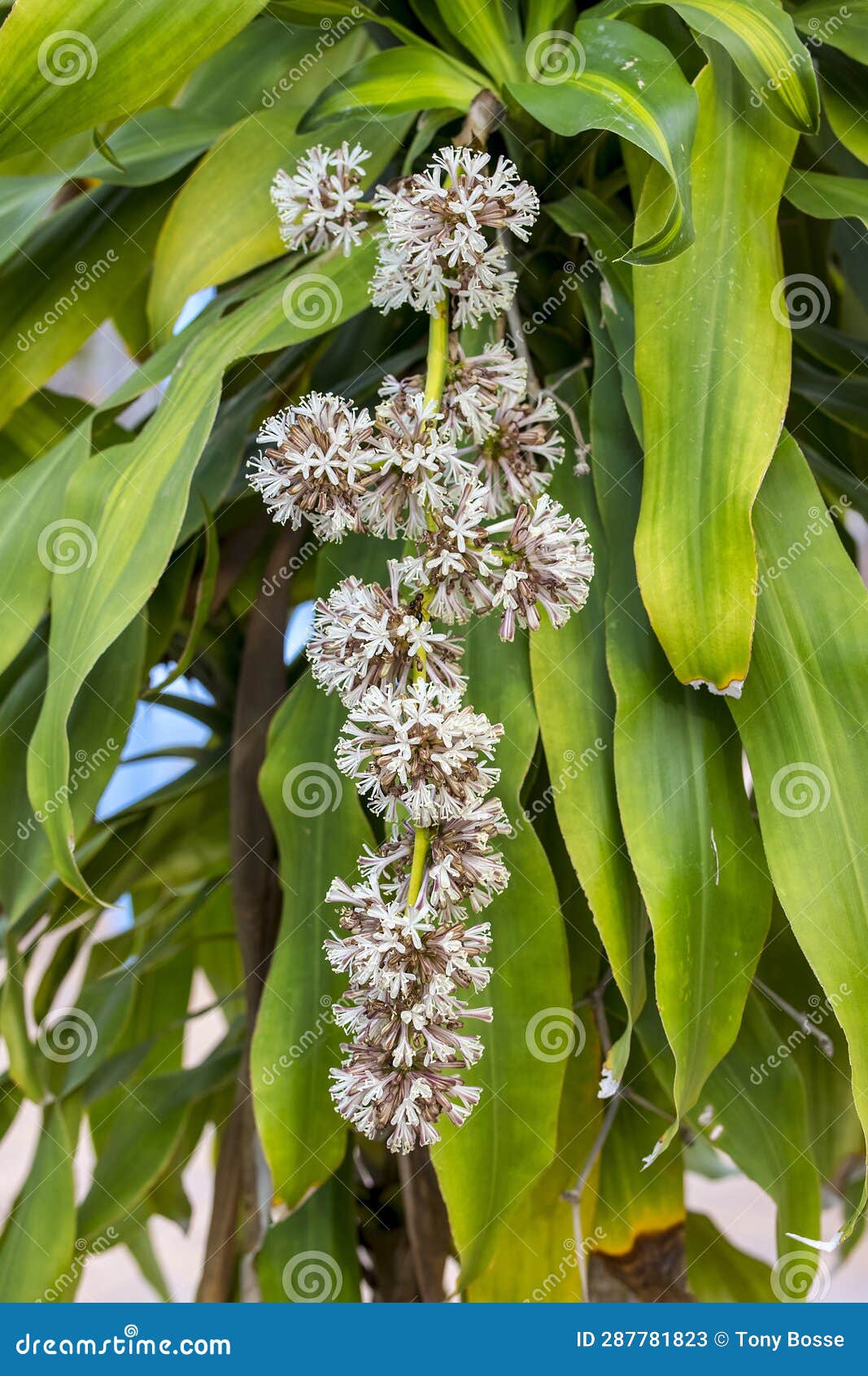 Corn Plant Flowers Stem stock image. Image of natural - 287781823