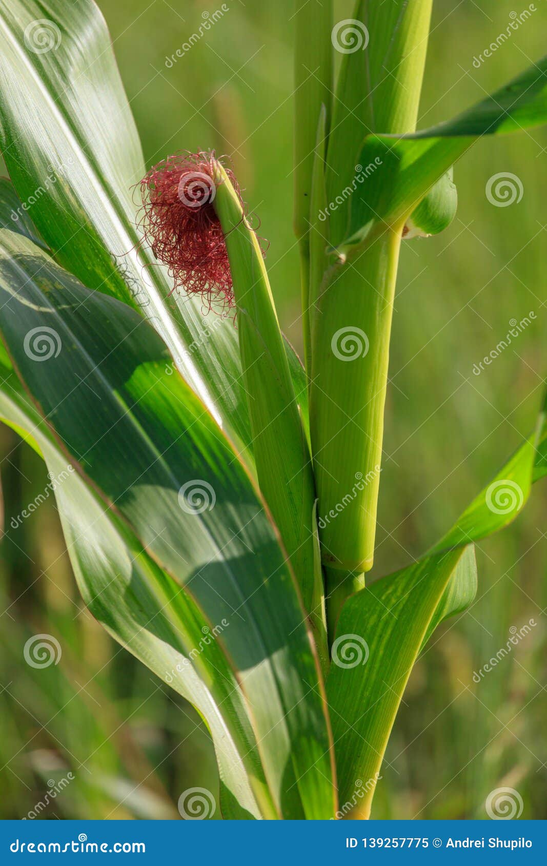 Corn on a Plant in the Garden Stock Image - Image of organic, farm ...