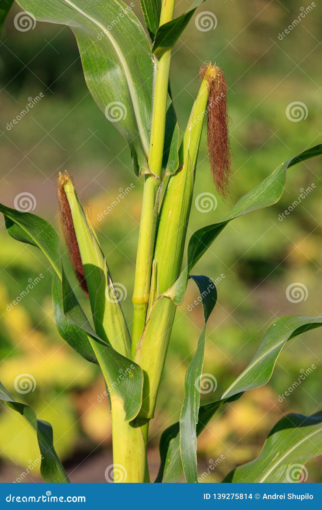 Corn on a Plant in the Garden Stock Photo - Image of land, leaf: 139275814