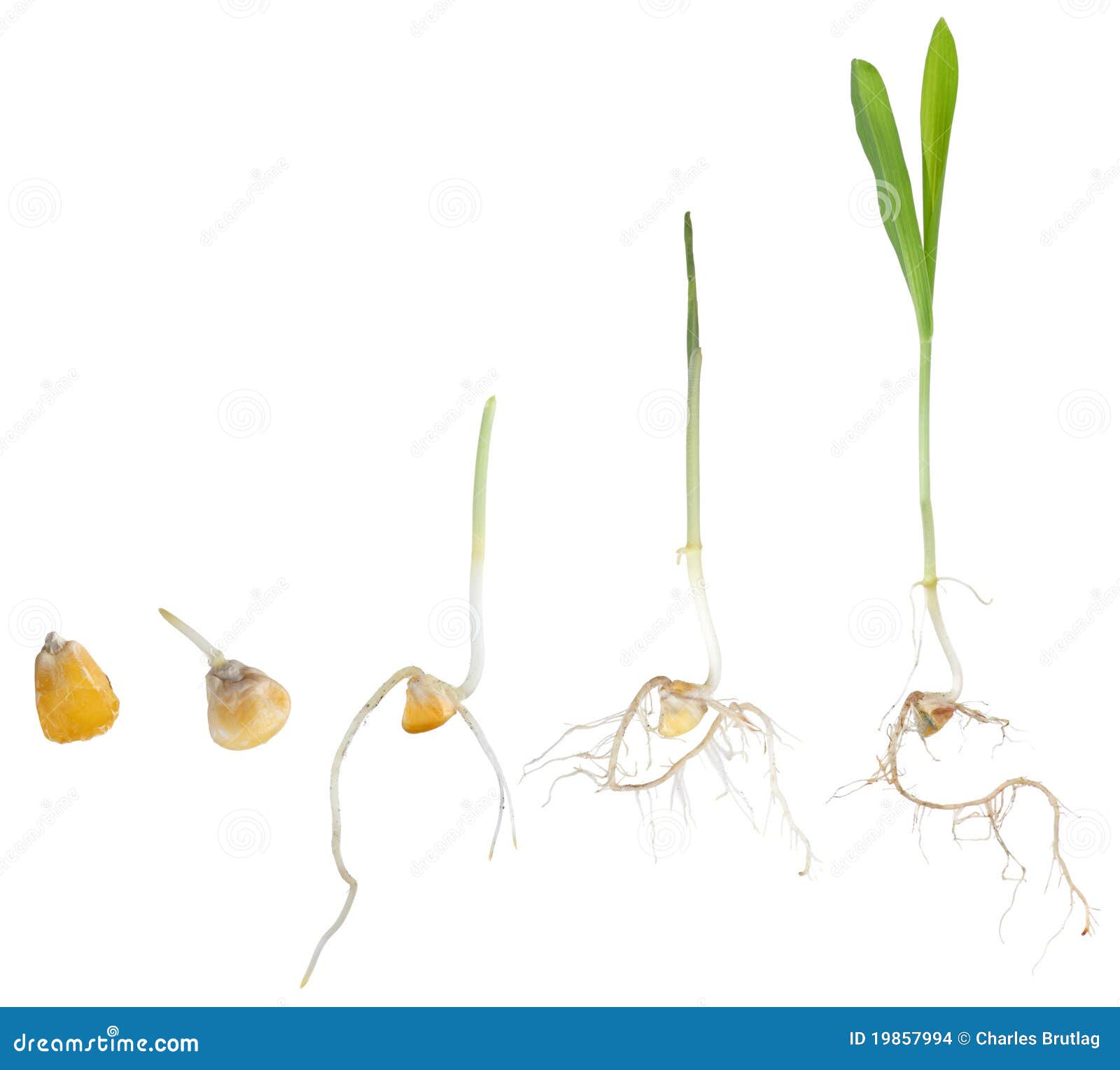 Corn Plant Field Texture Background Royalty-Free Stock Image ...