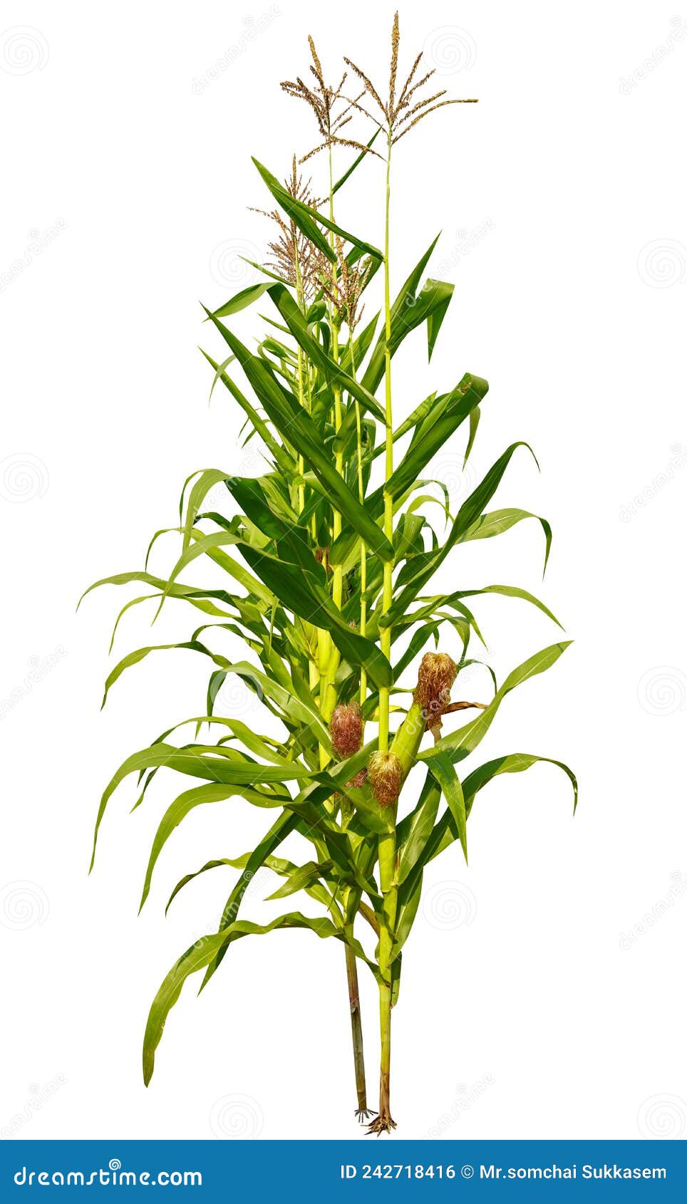 Corn Cob Isolated On White Background With. With Green Leaves Royalty ...