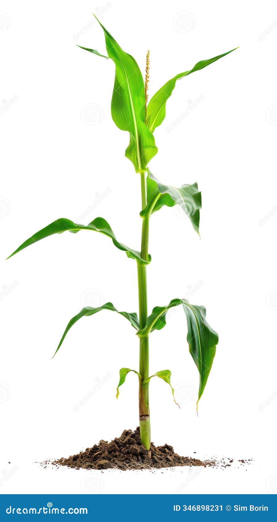 Corn Plant Isolate on Transparency Stock Illustration - Illustration of ...