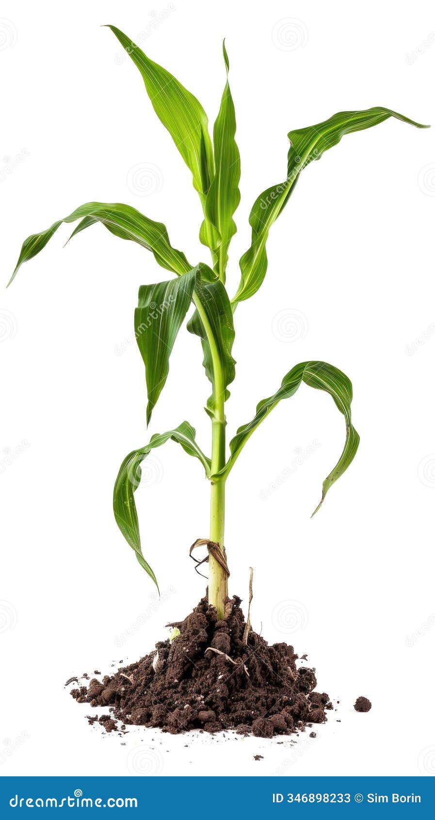 Corn Plant Isolate on Transparency Stock Illustration - Illustration of ...
