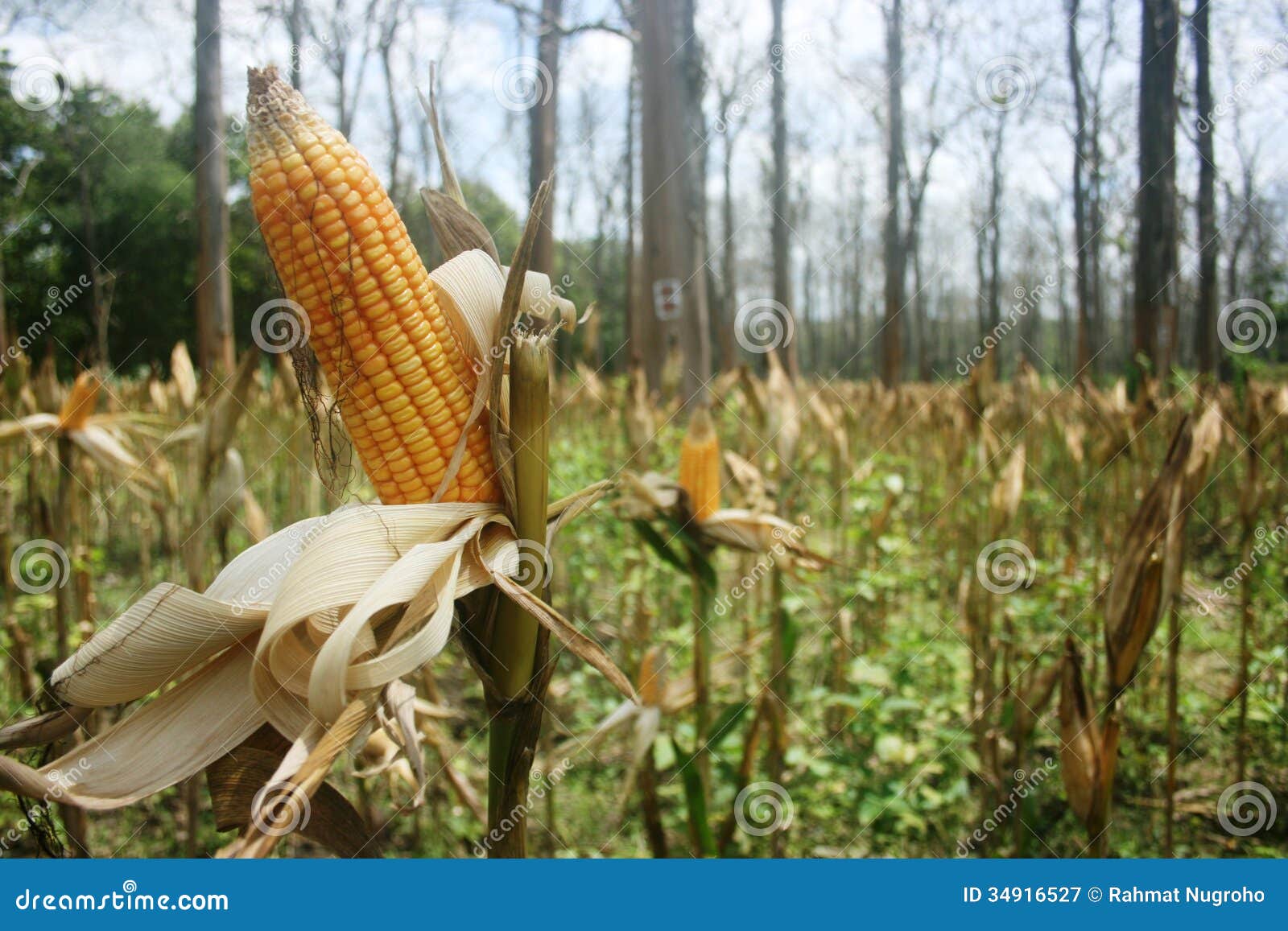 Corn plant in the jungle stock image. Image of industry - 34916527