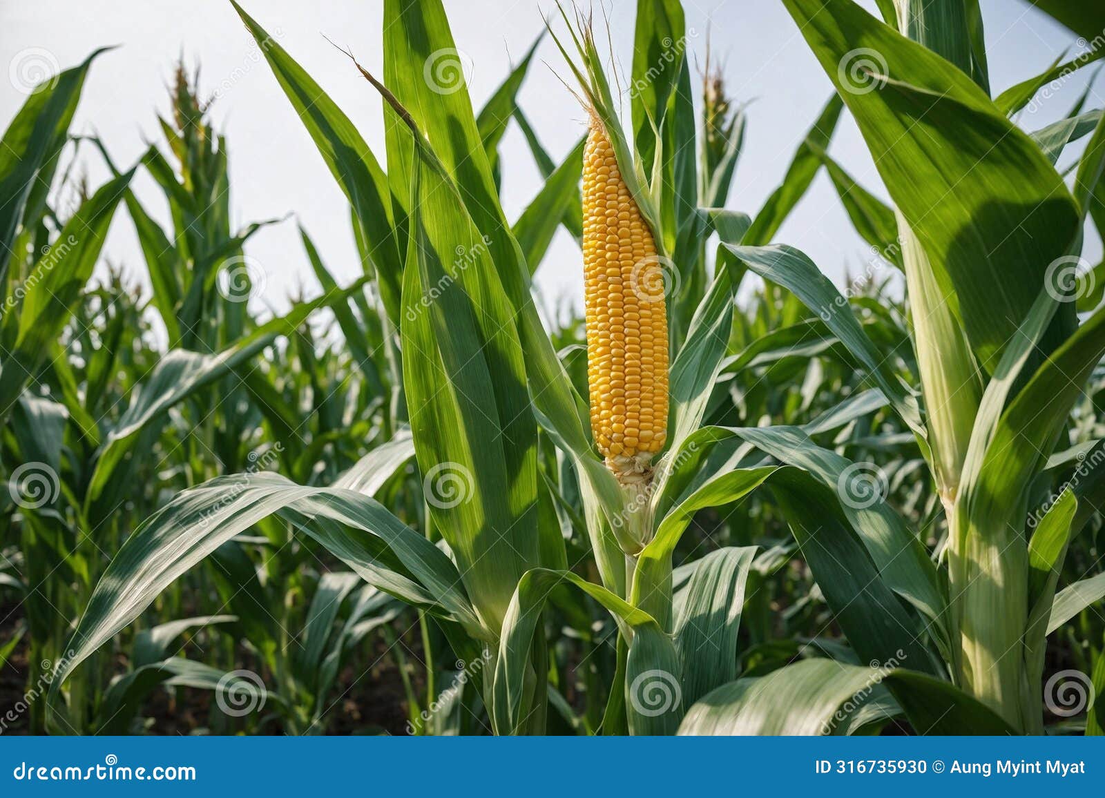 Corn Plant with Lush Green Leaves and Ripe Corn Ears Stock Illustration ...
