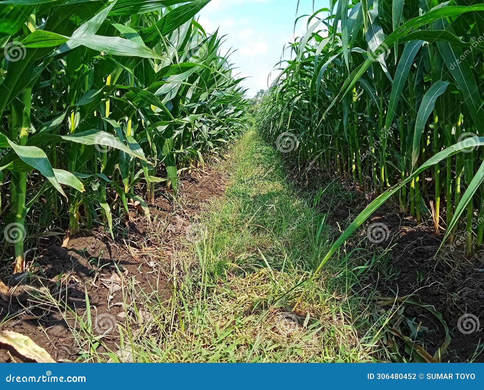 Corn Plant in the Plantations Stock Photo - Image of jungle ...