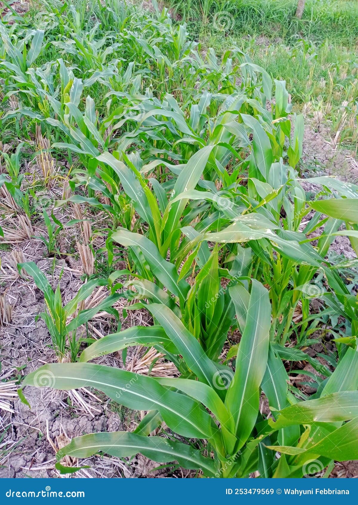 Corn plant in rice field stock image. Image of grass - 253479569