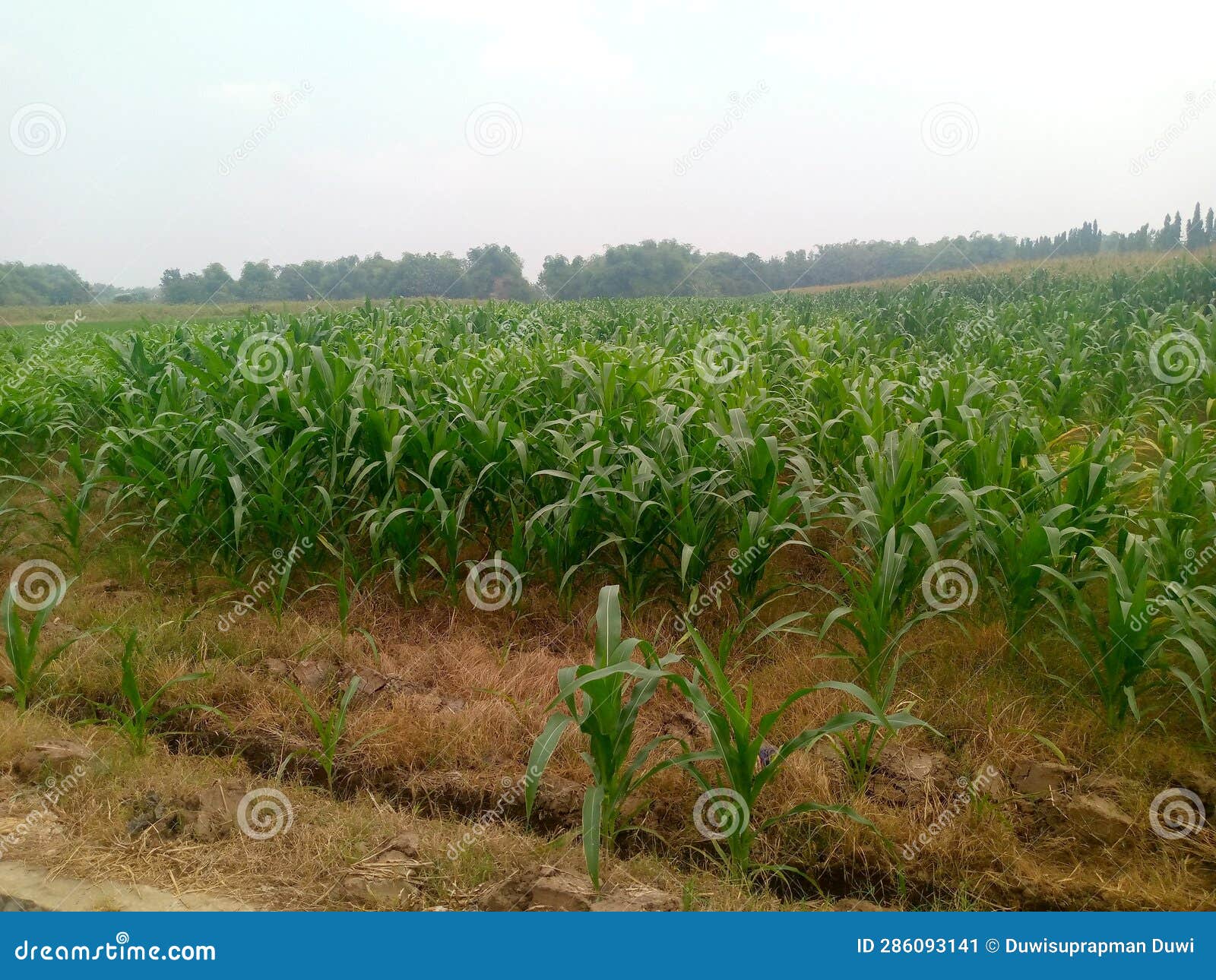 Corn Plant this Plant is the Second Commodity after Rice Which Paddy ...
