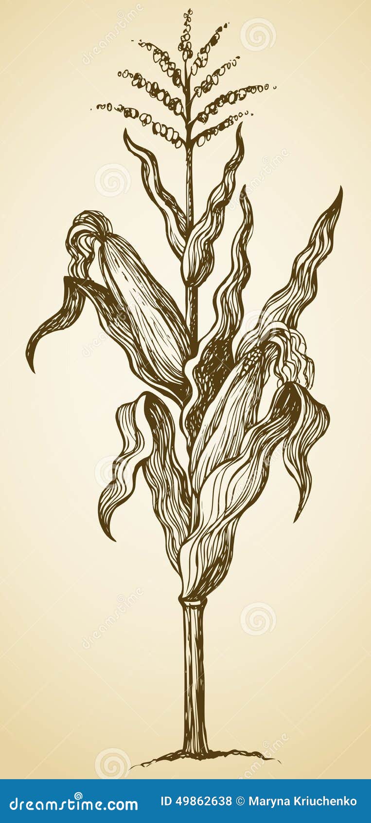 Corn Stalk Cartoon Stock Illustrations – 449 Corn Stalk Cartoon Stock ...