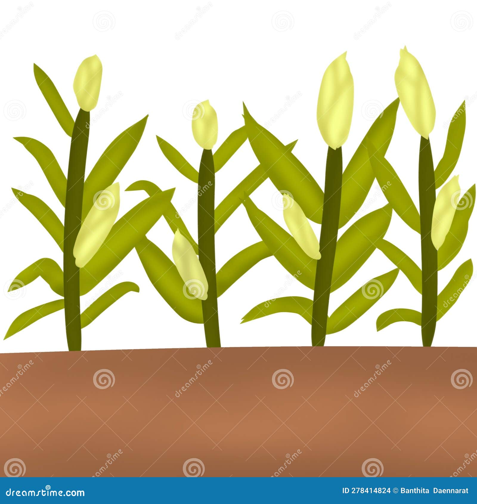 Yuk corn tree stock illustration. Illustration of grass - 278414824