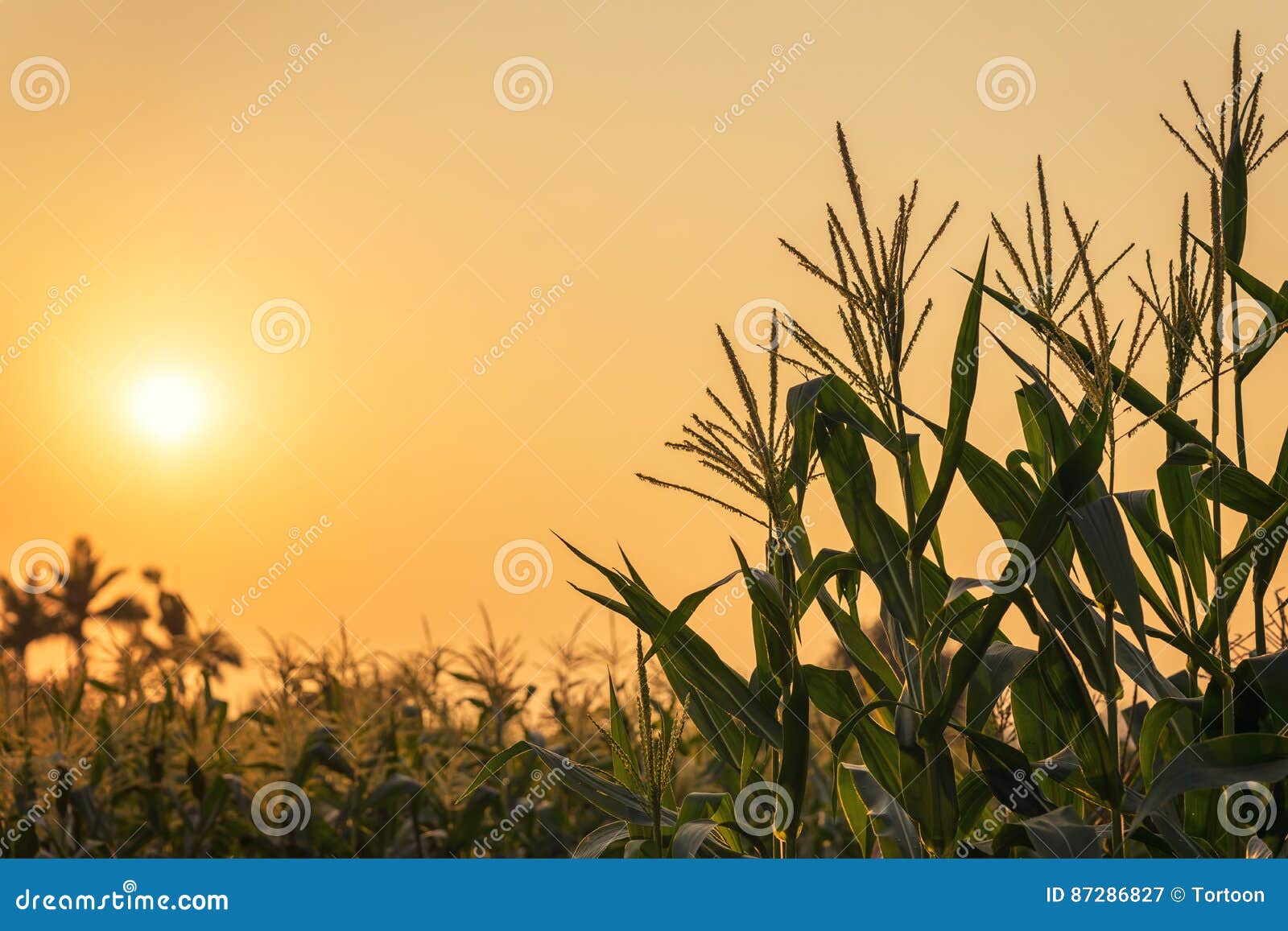 Corn Plant and Sunset on Field Stock Image - Image of food, meadow ...