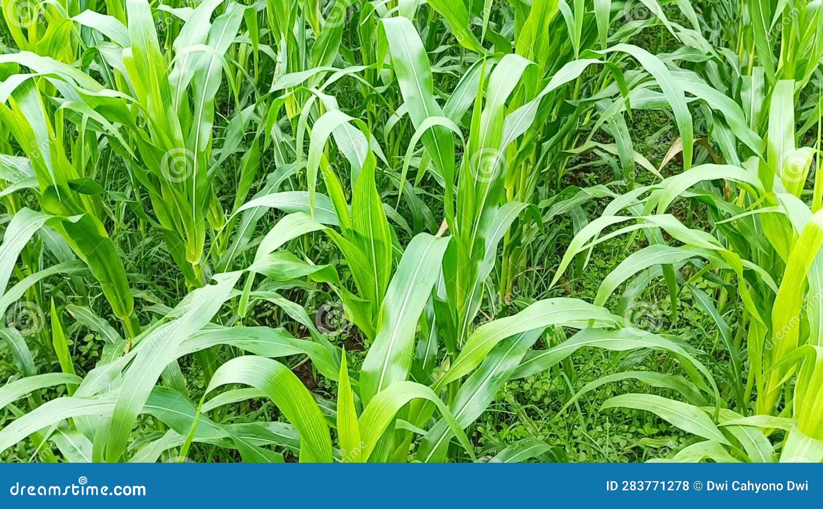 Corn Plant, Taken from a Close-up Stock Footage - Video of earth, green ...