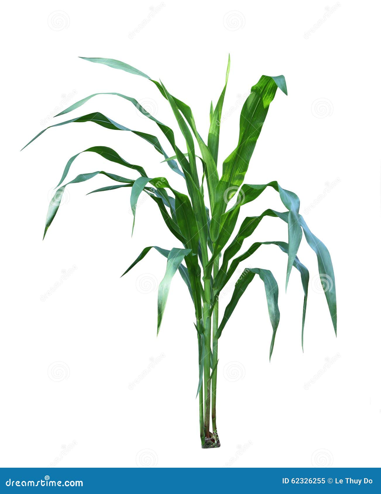 Corn Plant stock image. Image of cultivation, root, ciliate - 62326255