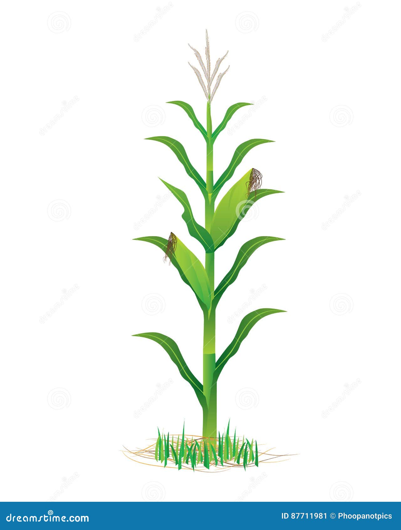 Cartoon Corn Plant