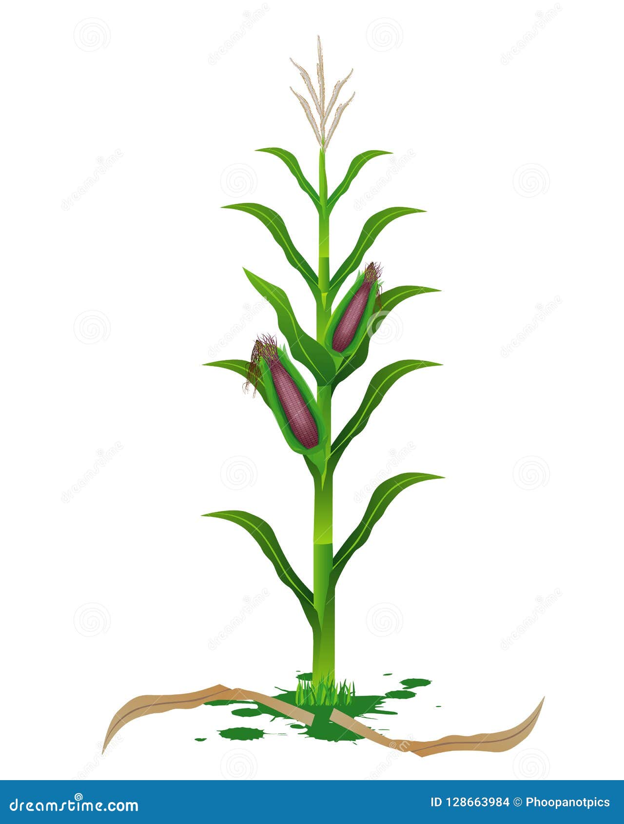 Corn plant vector stock vector. Illustration of leaf - 128663984