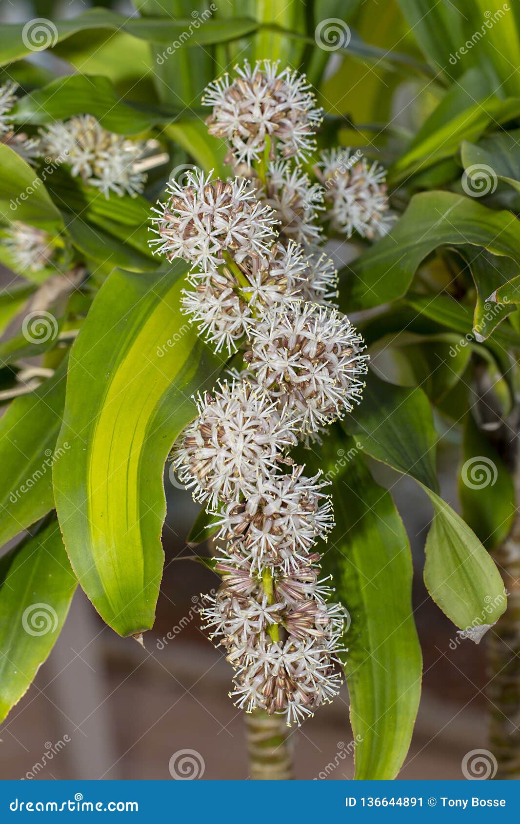 Corn Plant White Flowers in Full Bloom Stock Image - Image of outdoors ...