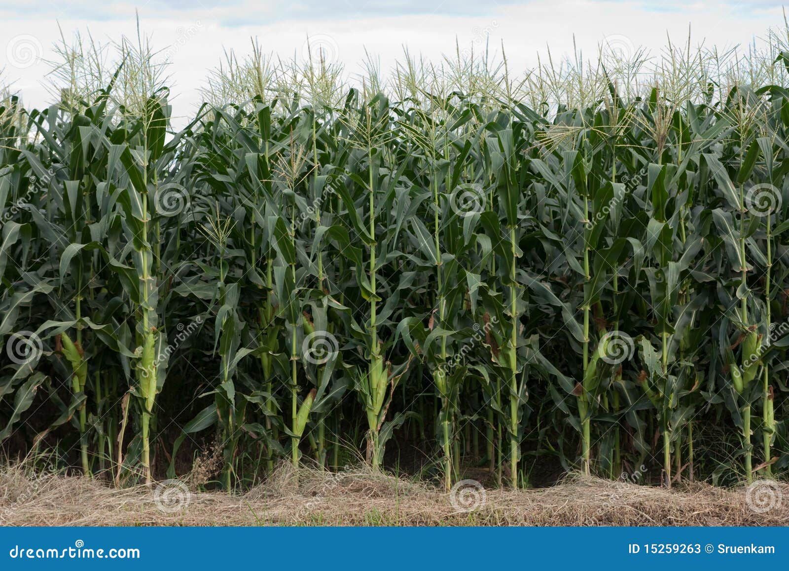 Corn Plantation stock image. Image of garden, growing - 15259263