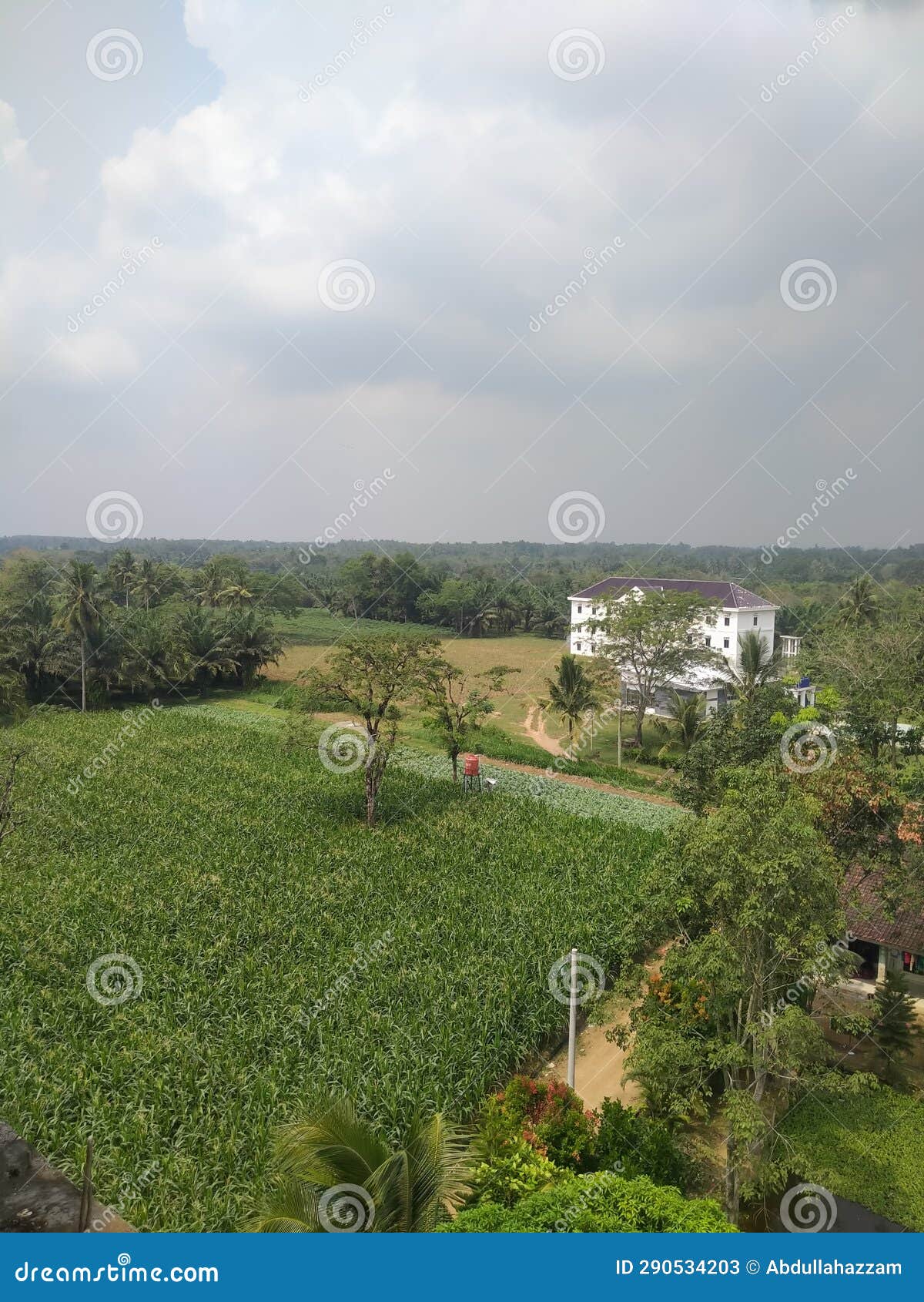 Corn plantation building stock image. Image of corn - 290534203