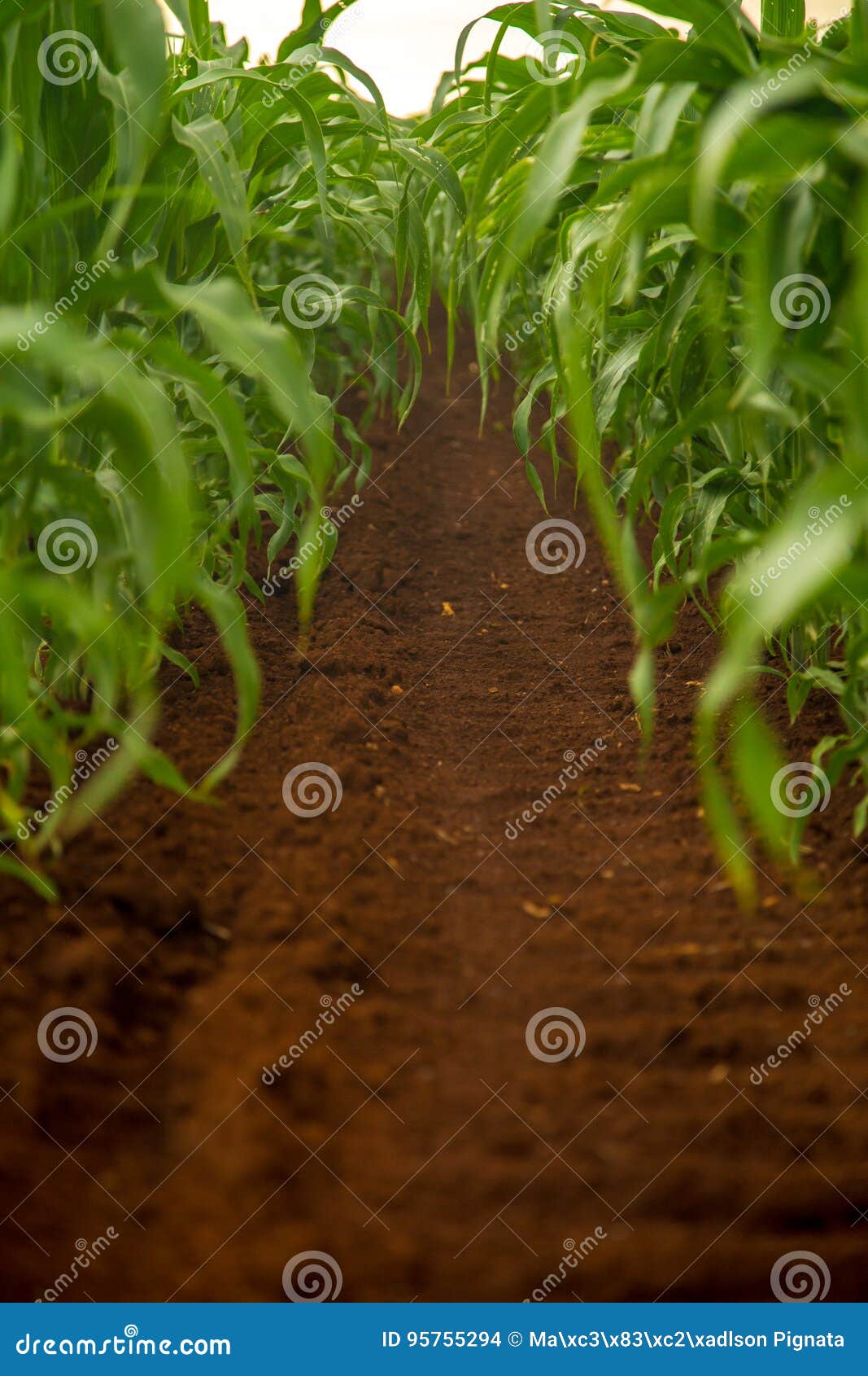 Corn Plantation Crop Cultive Stock Photo - Image of plant, land: 95755294