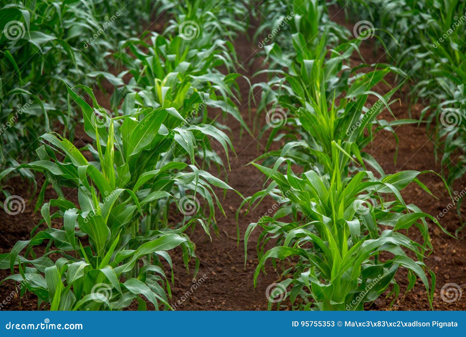 Corn Plantation Crop Cultive Stock Image - Image of growth, fresh: 95755353