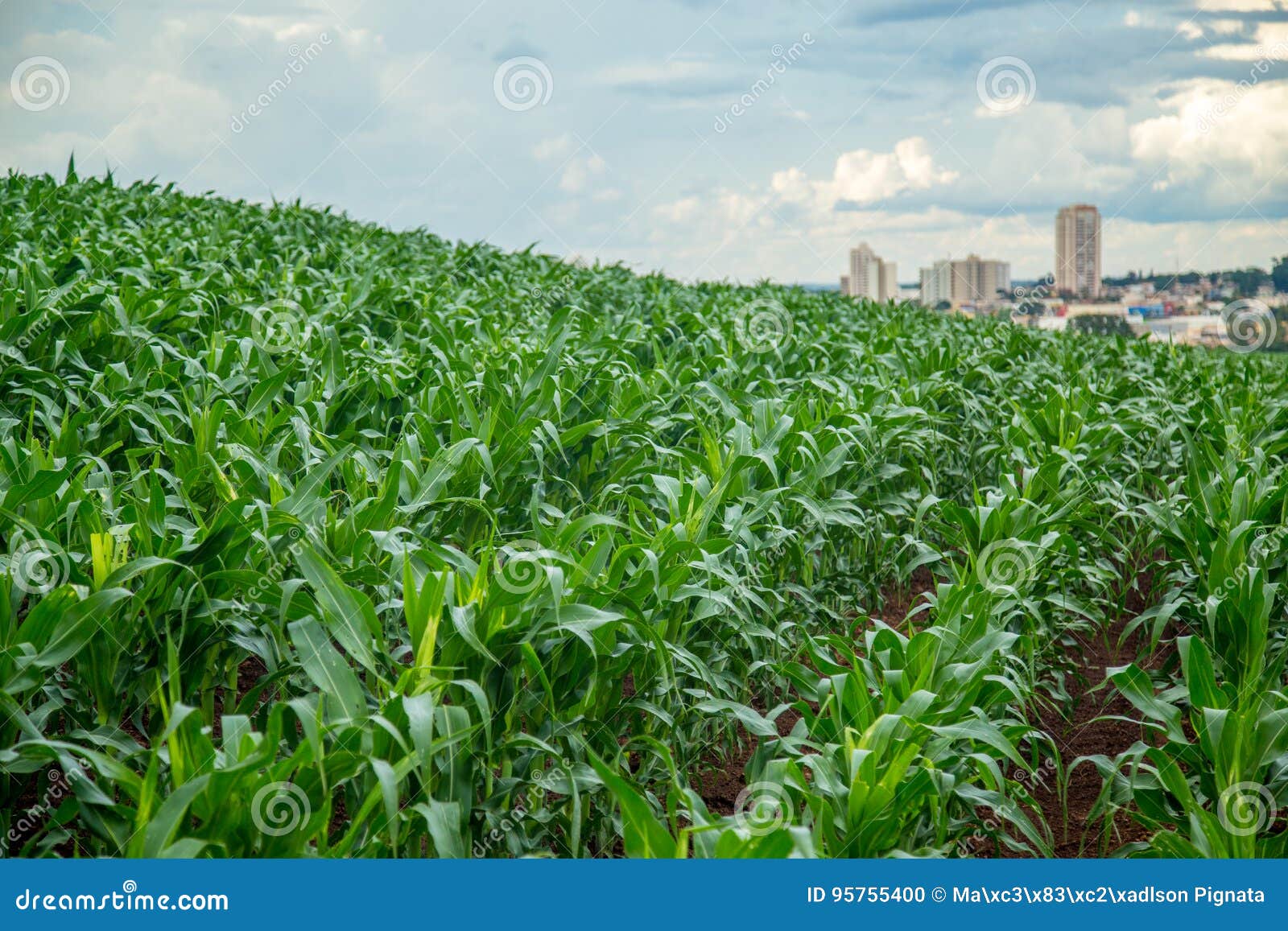 Corn Plantation Crop Cultive Stock Photo - Image of agriculture, earth ...