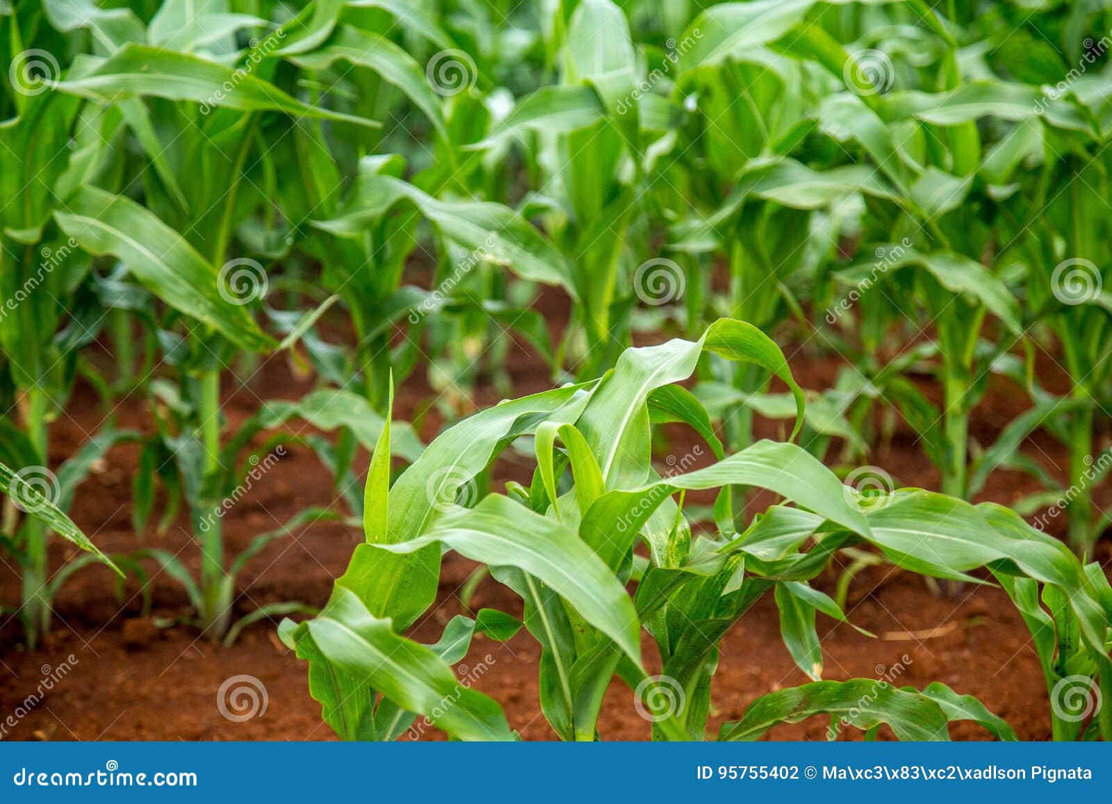 Corn Plantation Crop Cultive Stock Photo - Image of harvest, plantation ...