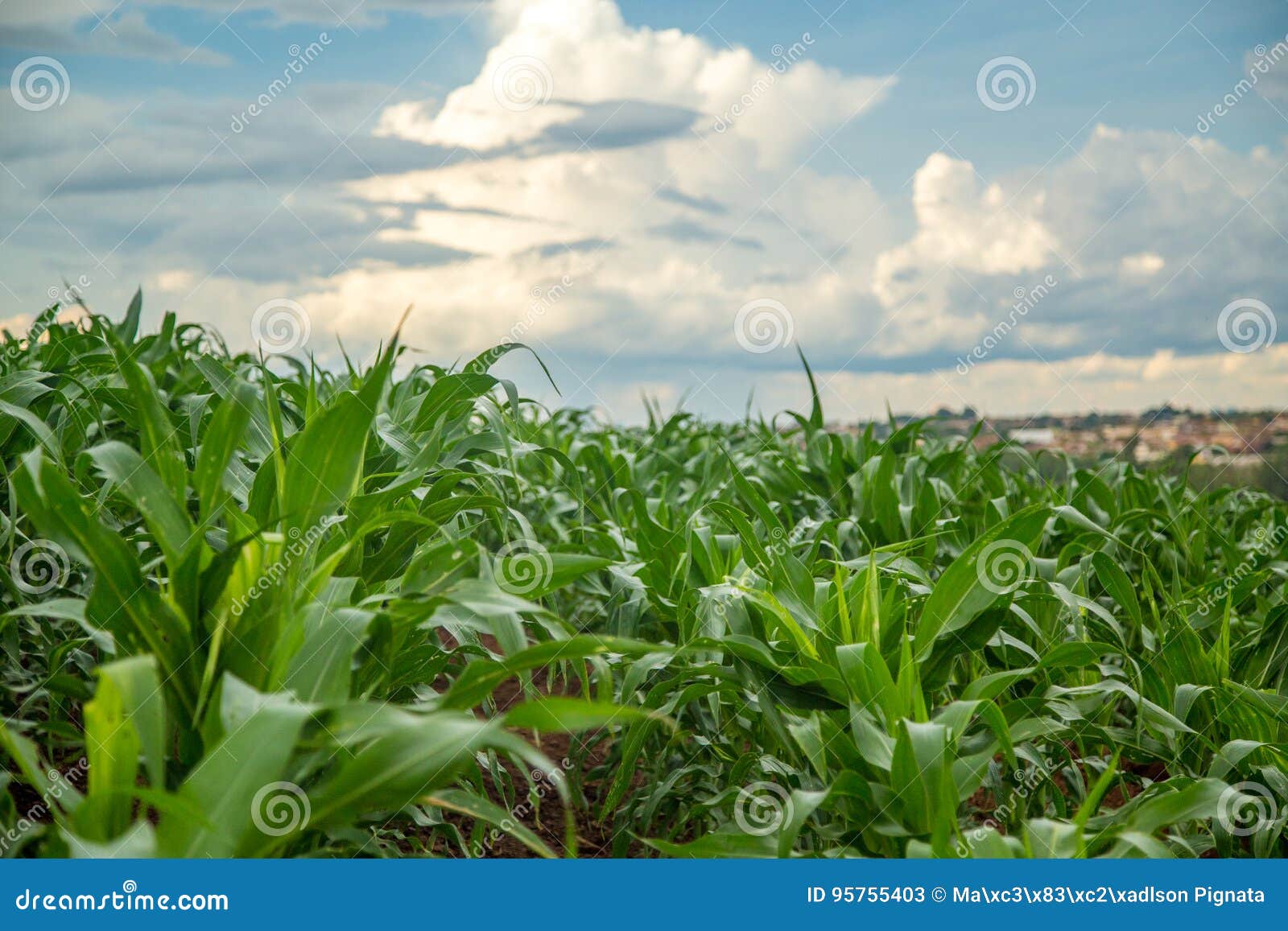Corn Plantation Crop Cultive Stock Image - Image of agriculture, grain ...