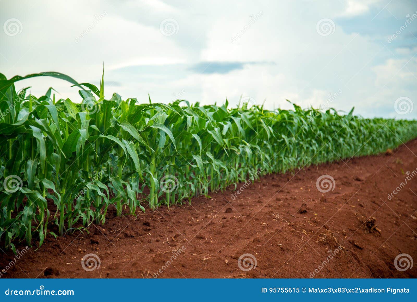 Corn Plantation Crop Cultive Stock Image - Image of growing ...