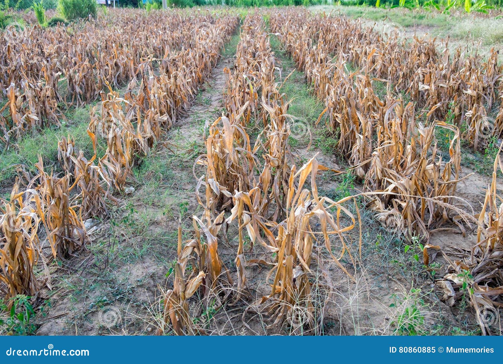 Corn Plantation Dry Withered Stock Image - Image of agriculture, aging ...