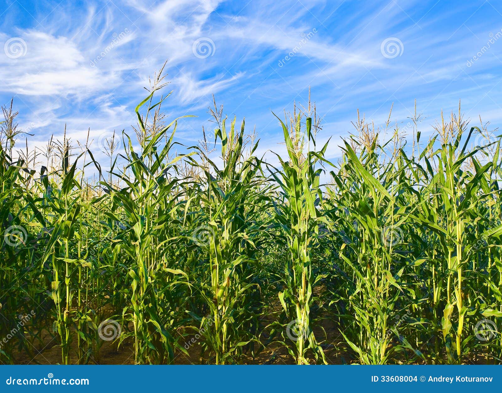 Corn plantation stock photo. Image of bush, land, croft - 33608004