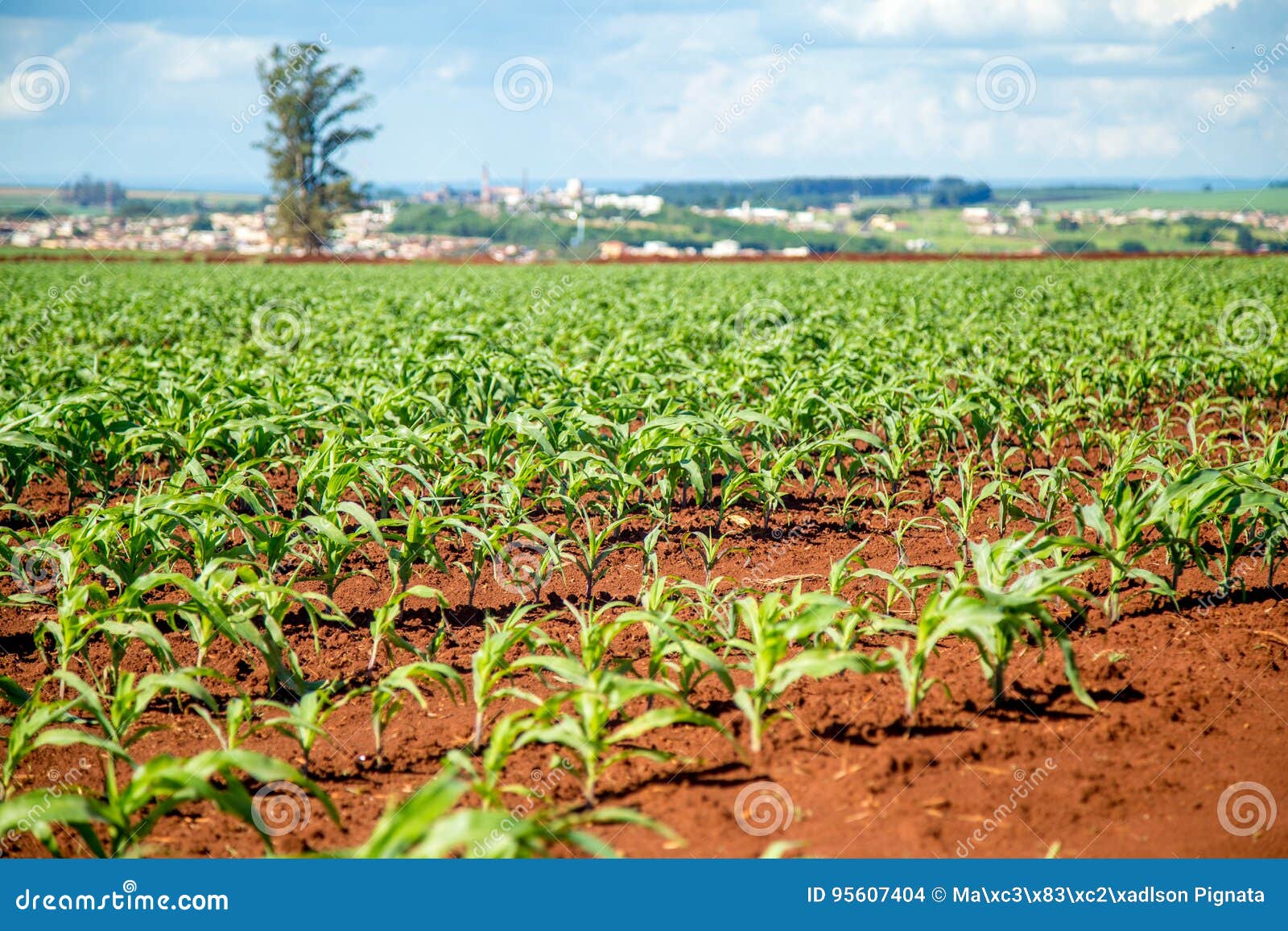 Corn plantation field stock photo. Image of growing, crop - 95607404
