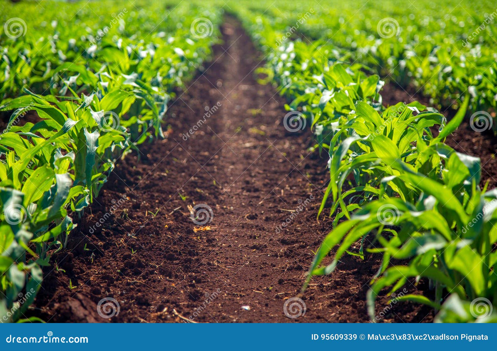 Corn plantation field stock image. Image of outdoor, crop - 95609339