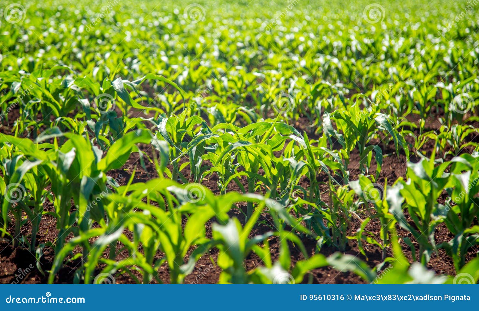 Corn plantation field stock photo. Image of growth, nature - 95610316