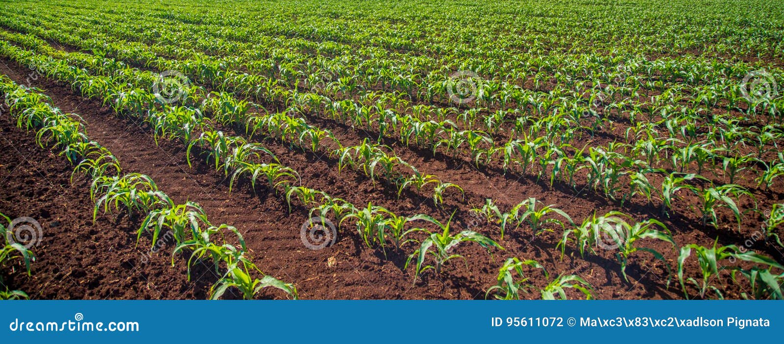 Corn plantation field stock photo. Image of fresh, background - 95611072