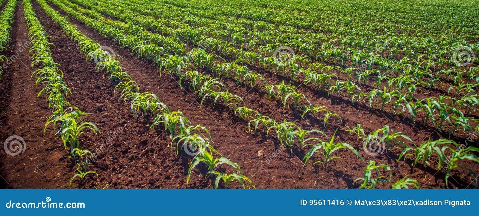 Corn plantation field stock photo. Image of countryside - 95611416