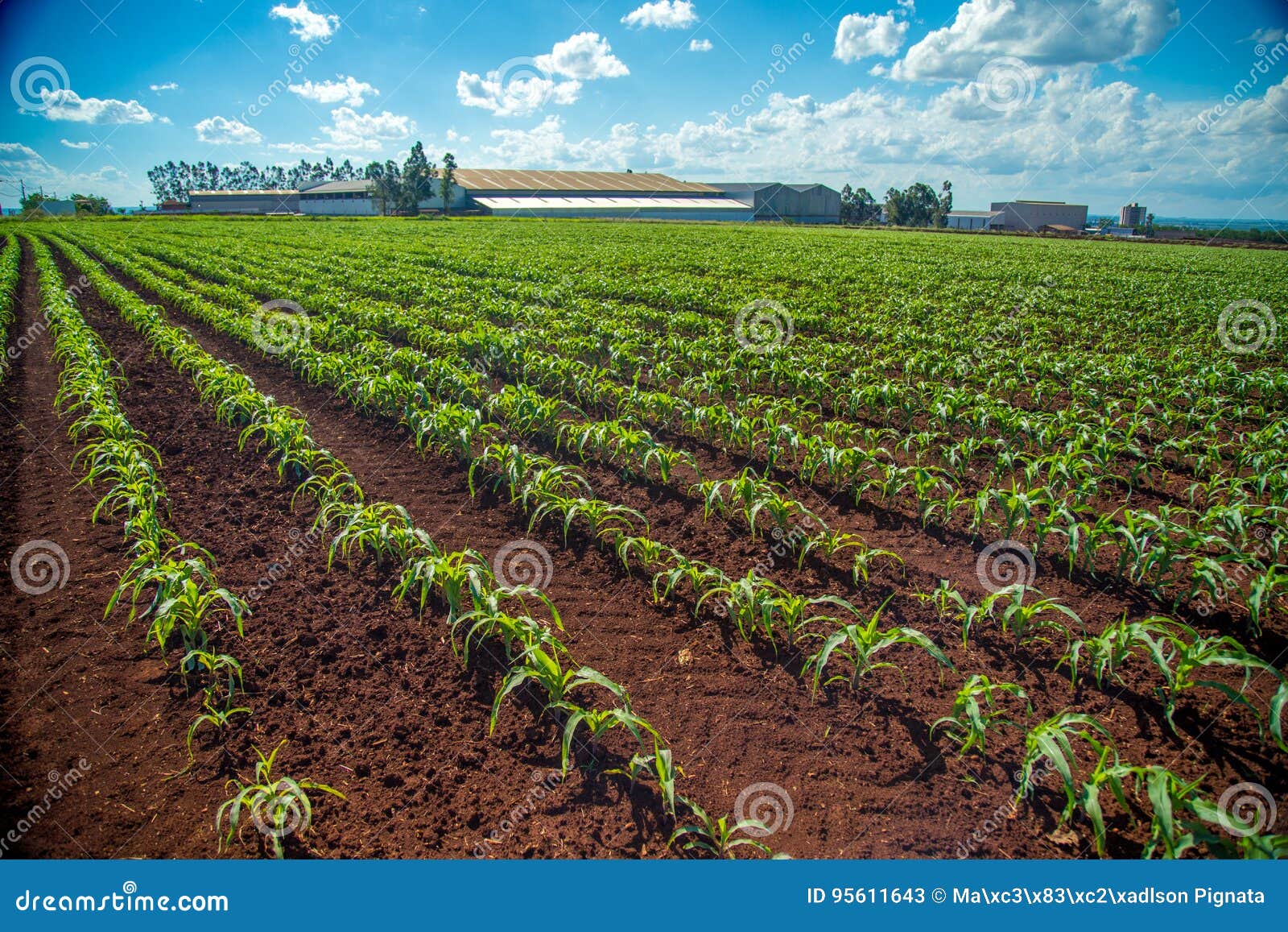 Corn plantation field stock image. Image of organic, maize - 95611643