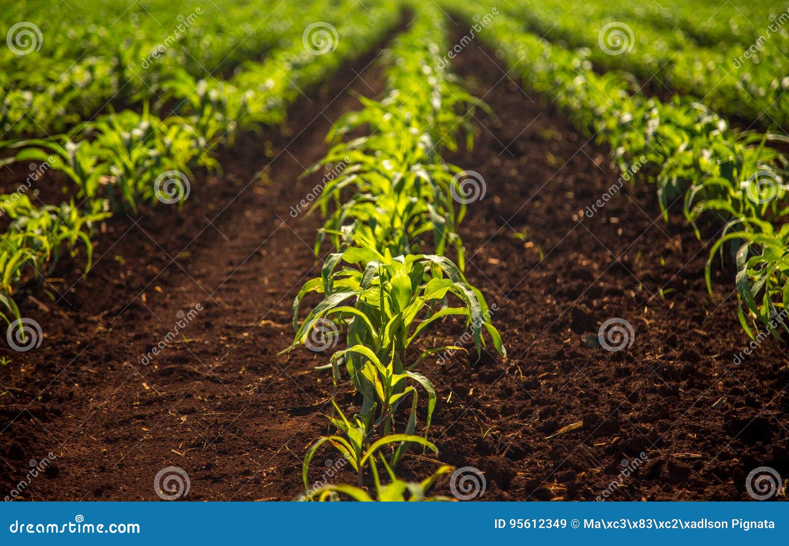 Corn plantation field stock image. Image of corn, leaf - 95612349