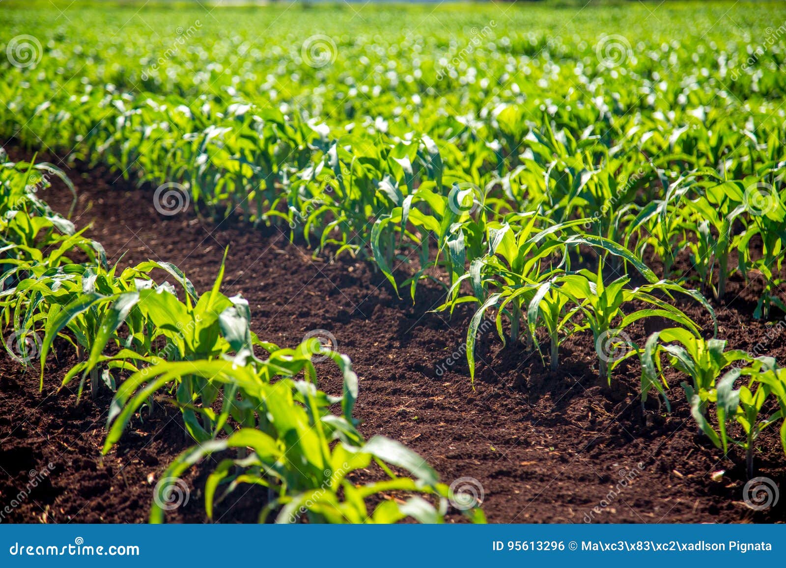 Corn plantation field stock photo. Image of plantation - 95613296