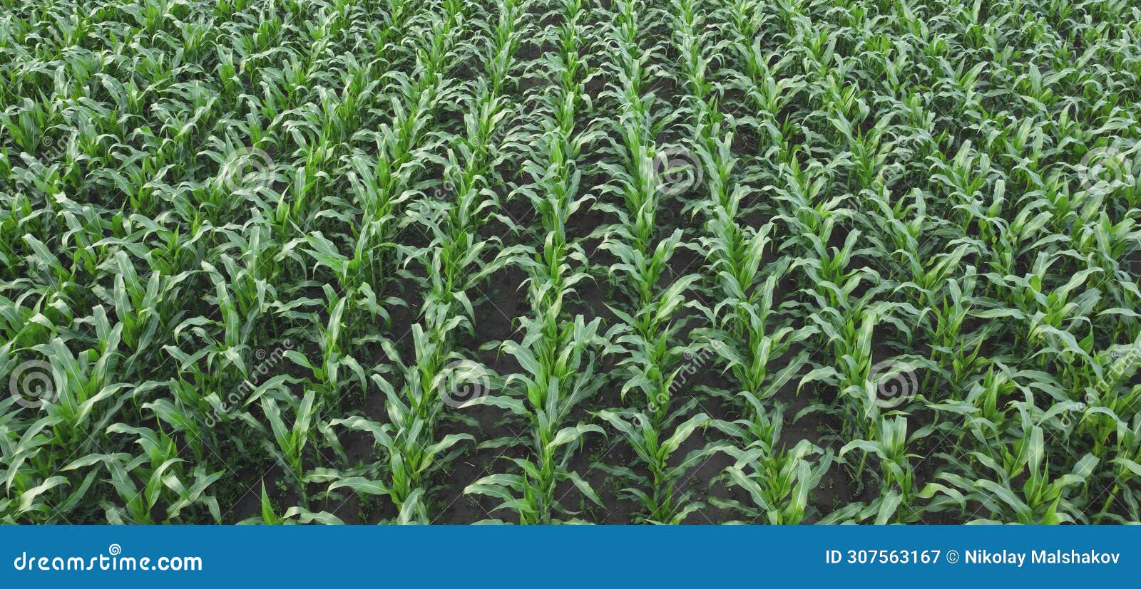 Corn Plantation in the Field, Panorama of Corn Plantation Stock Image ...