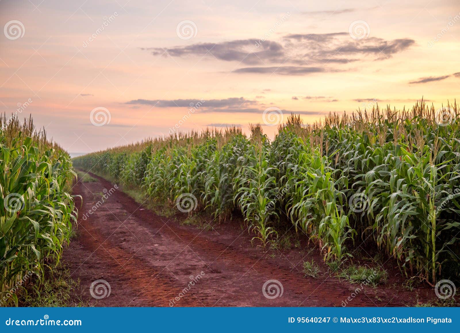 Corn Plantation Field Sunset Stock Image - Image of growing, crop: 95640247