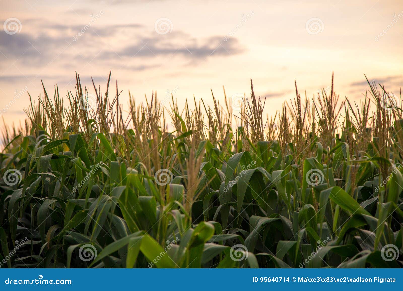 Corn Plantation Field Sunset Stock Photo - Image of land, grain: 95640714