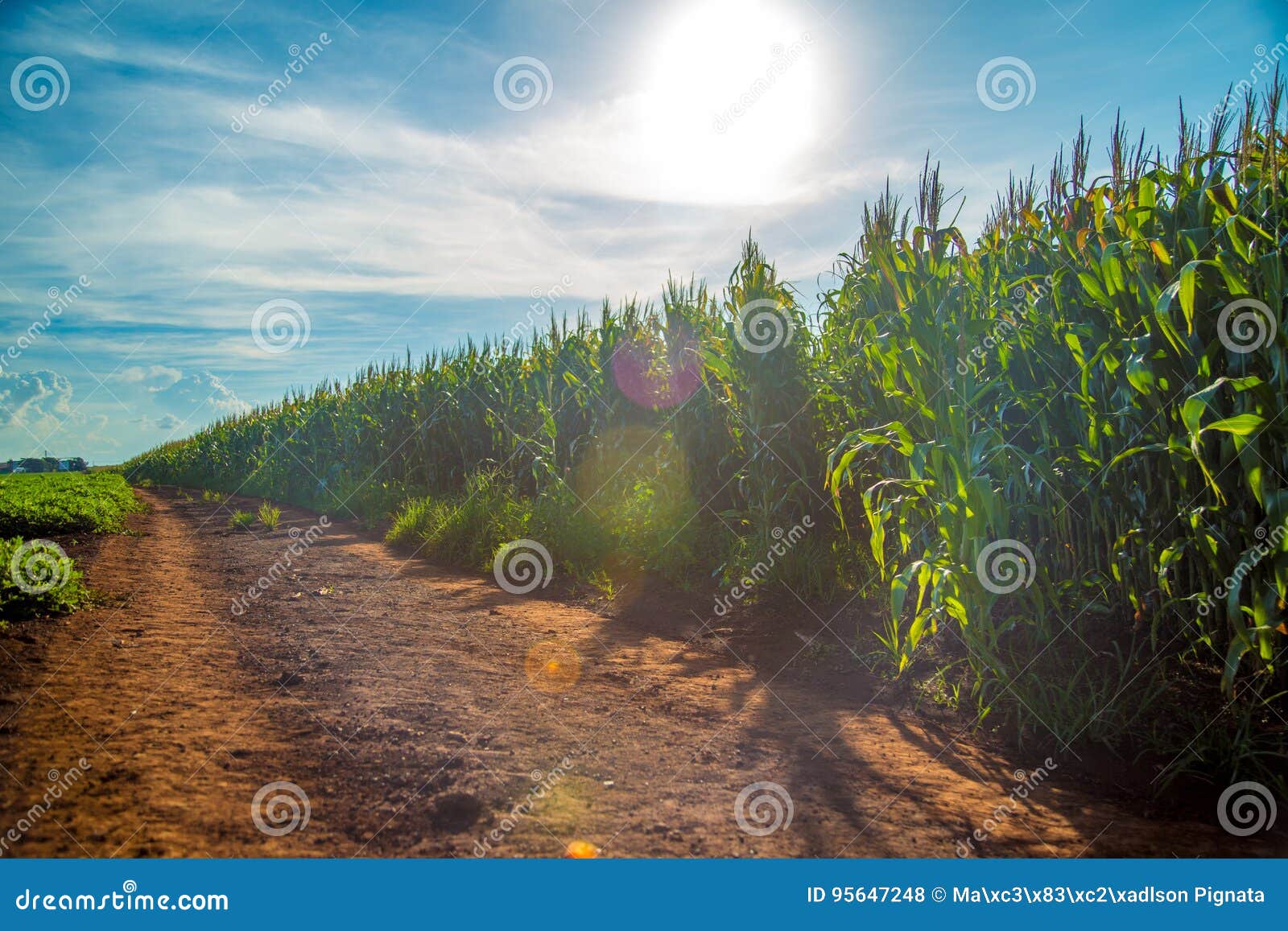 Corn plantation field tree stock photo. Image of cereal - 95647248
