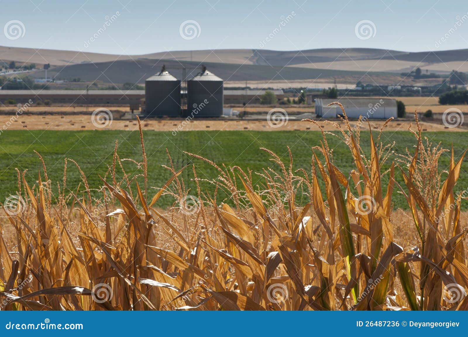 Corn Plantation and Processing Plant Factory Stock Photo - Image of ...