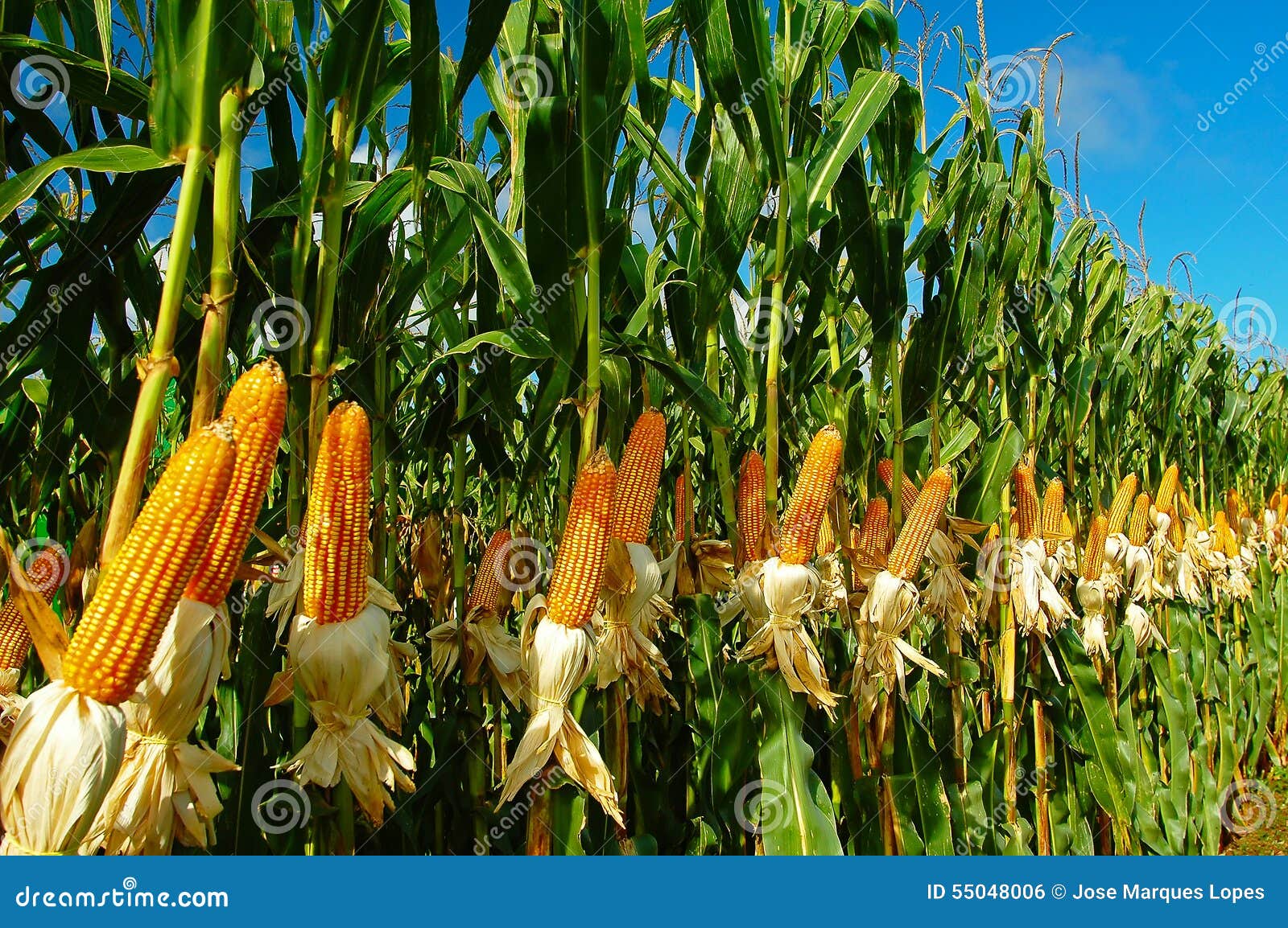 Corn plantation stock photo. Image of ready, agriculture - 55048006