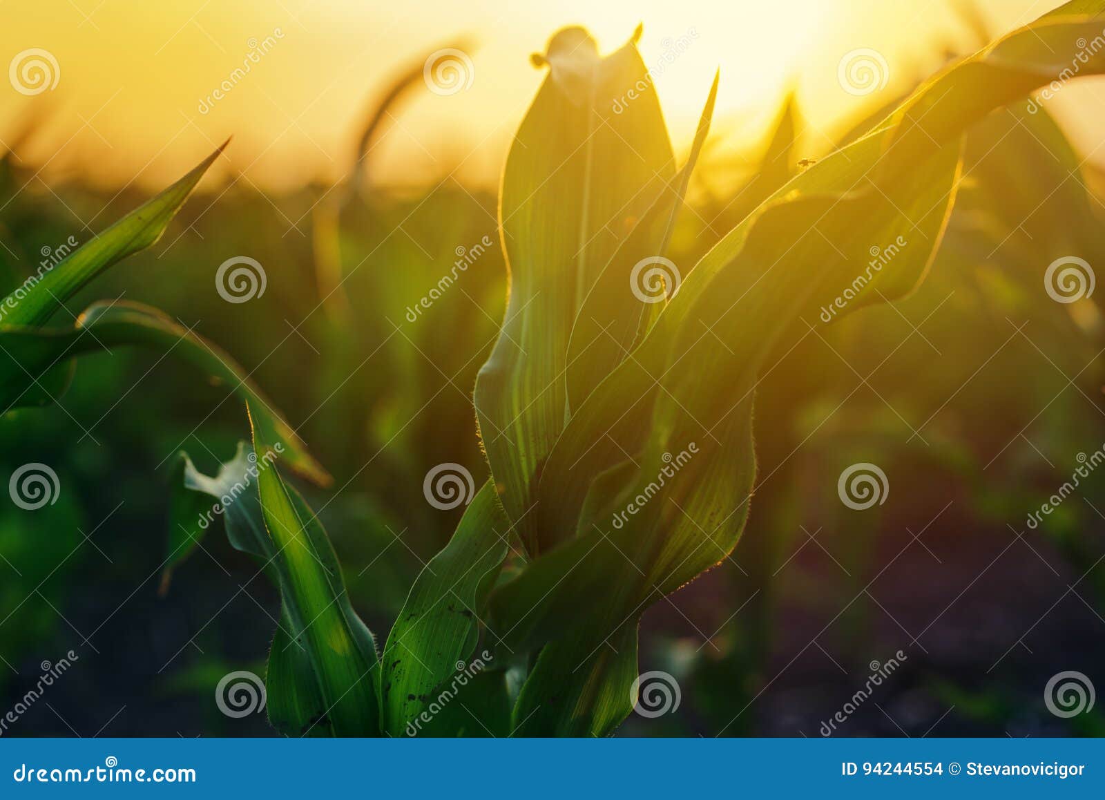 Corn plantation in sunset stock photo. Image of agriculture - 94244554