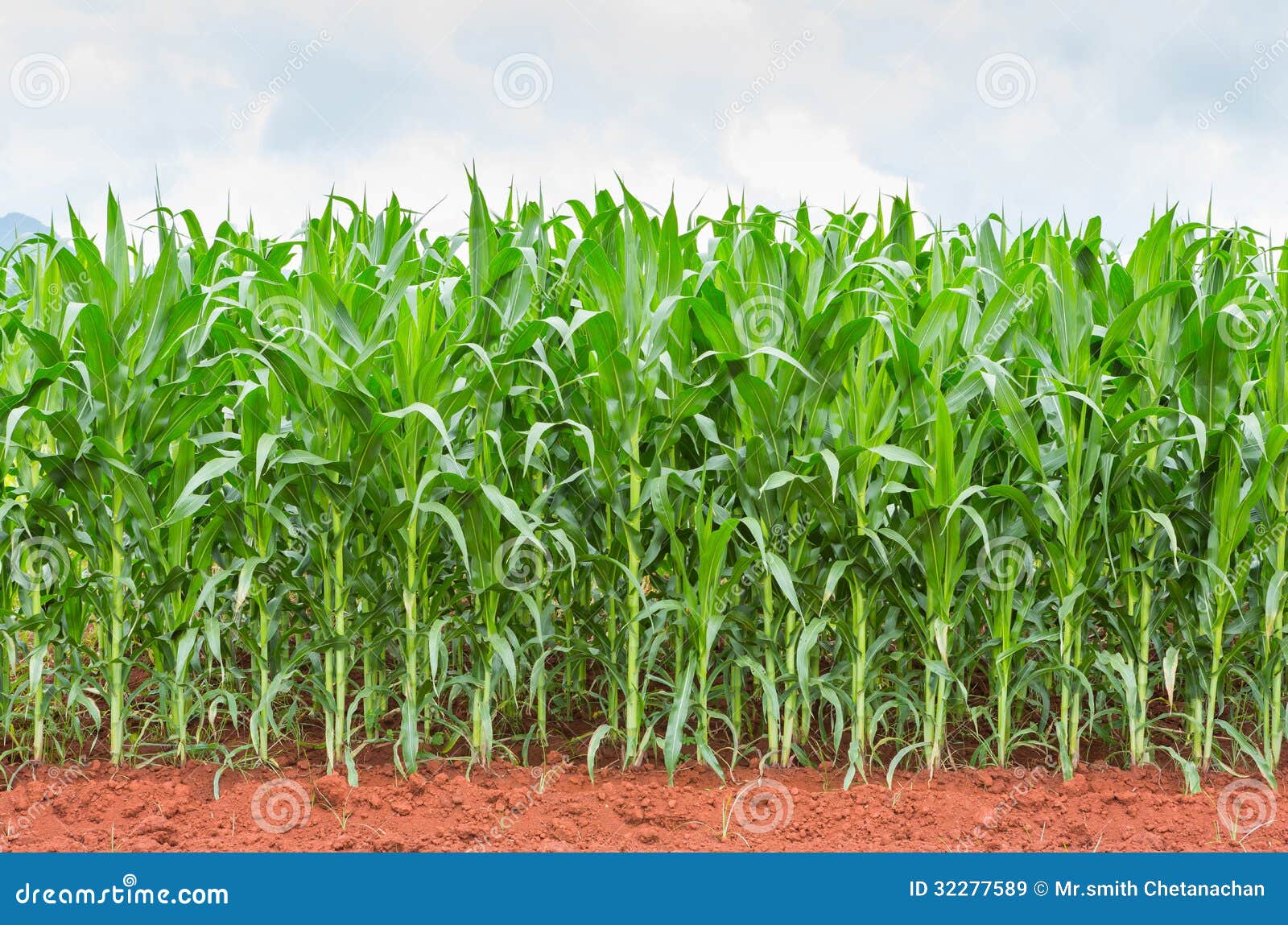 Corn Plantation in Thailand Stock Image - Image of agricultural, cloud ...